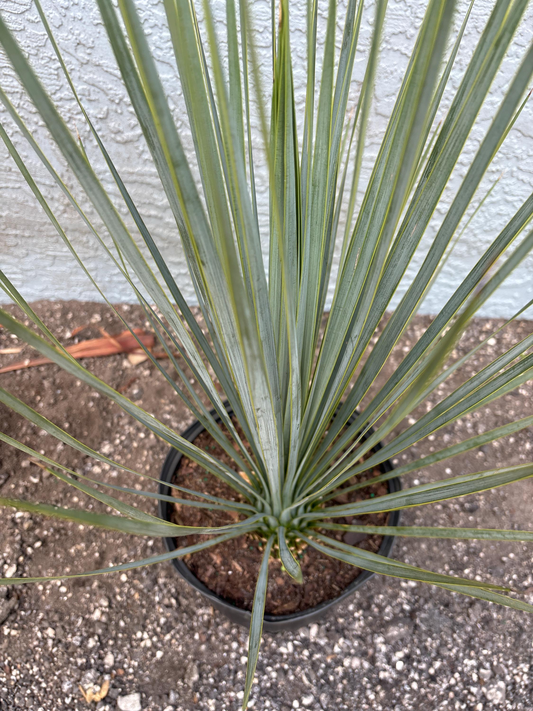 Beaked Yucca Rostrata ‘silver Select’ – Grown From Tissue Culture ...