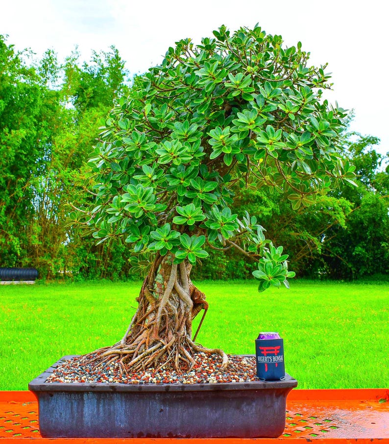 Green Island Ficus Bush – Ficus Microcarpa – 3 Gallon Live Plant ...