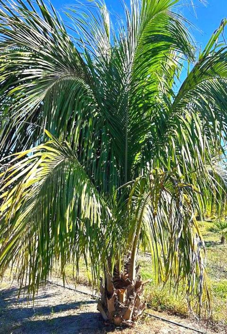 High Plateau Coconut Palm