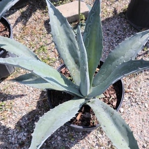 Blue Agave (agave Azul / Tequila Agave) – Large Plant in 3 Gallon Pot ...
