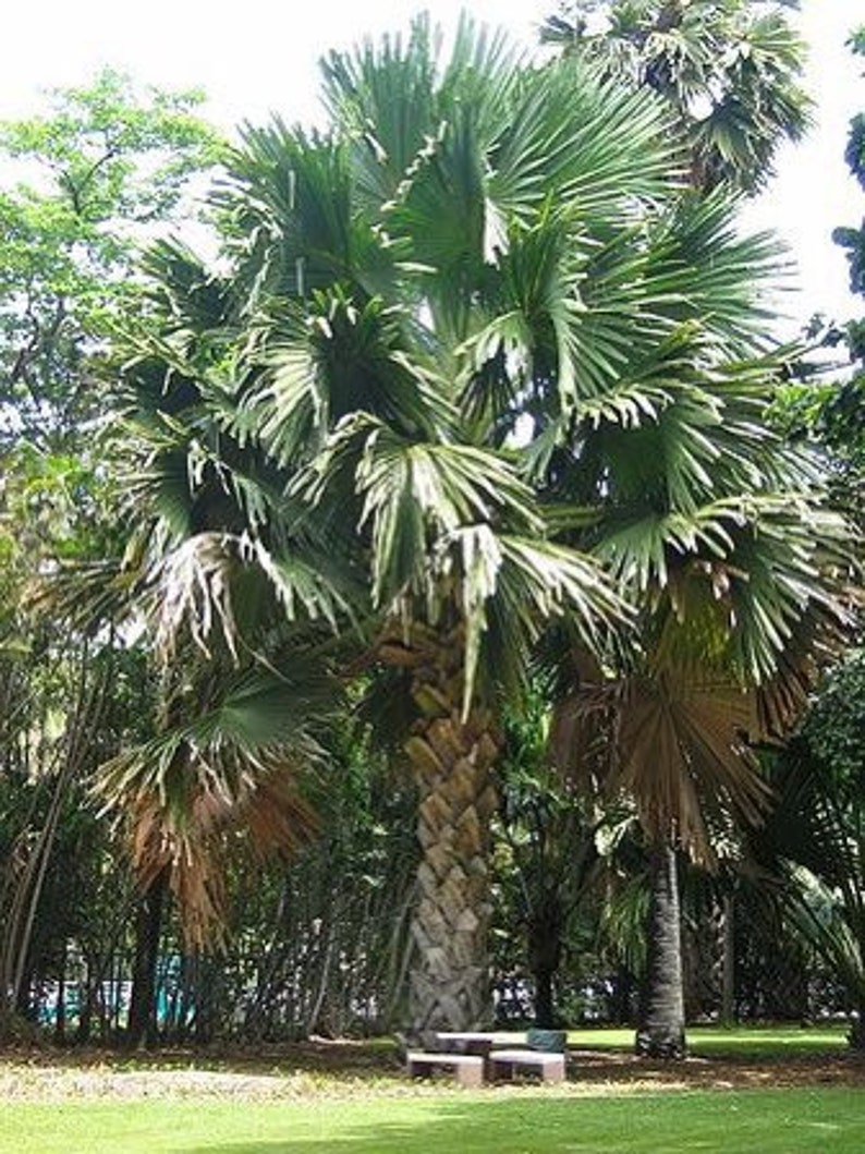 Extremely Rare Corypha Umbraculifera talipot Palm | Etsy