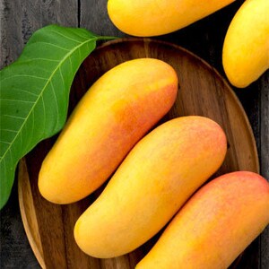 Grafted Maha Chanook Mango Tree - 3 Gallon Pot, Fully Rooted, Free ...