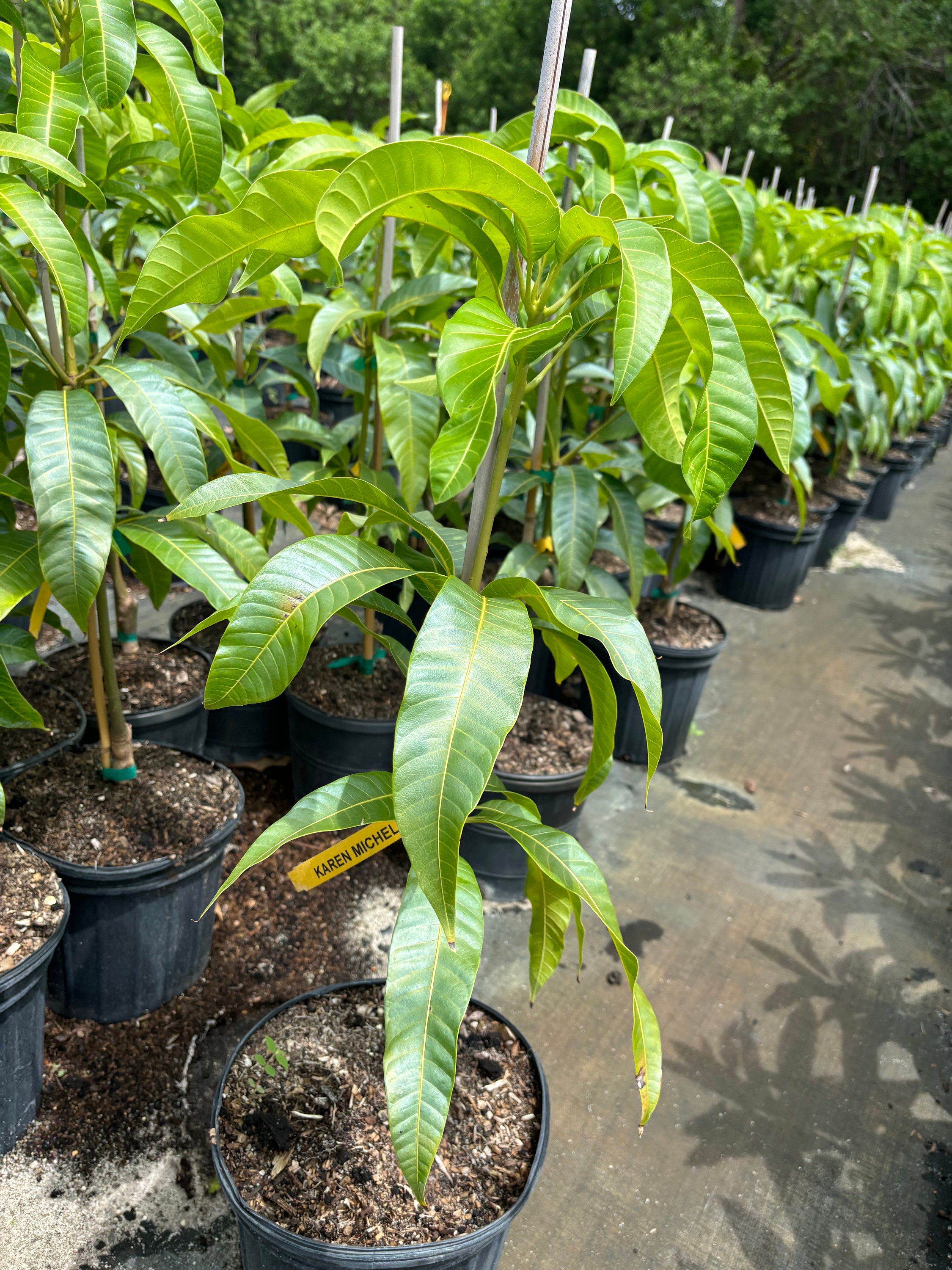 Grafted Karen Michelle Mango Tree - 3 Gallon Pot, Fully Rooted, Free ...