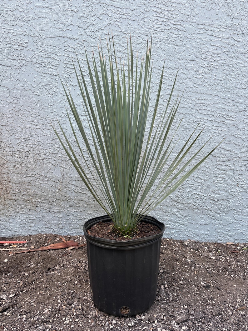 Beaked Yucca Rostrata ‘silver Select’ – Grown From Tissue Culture ...