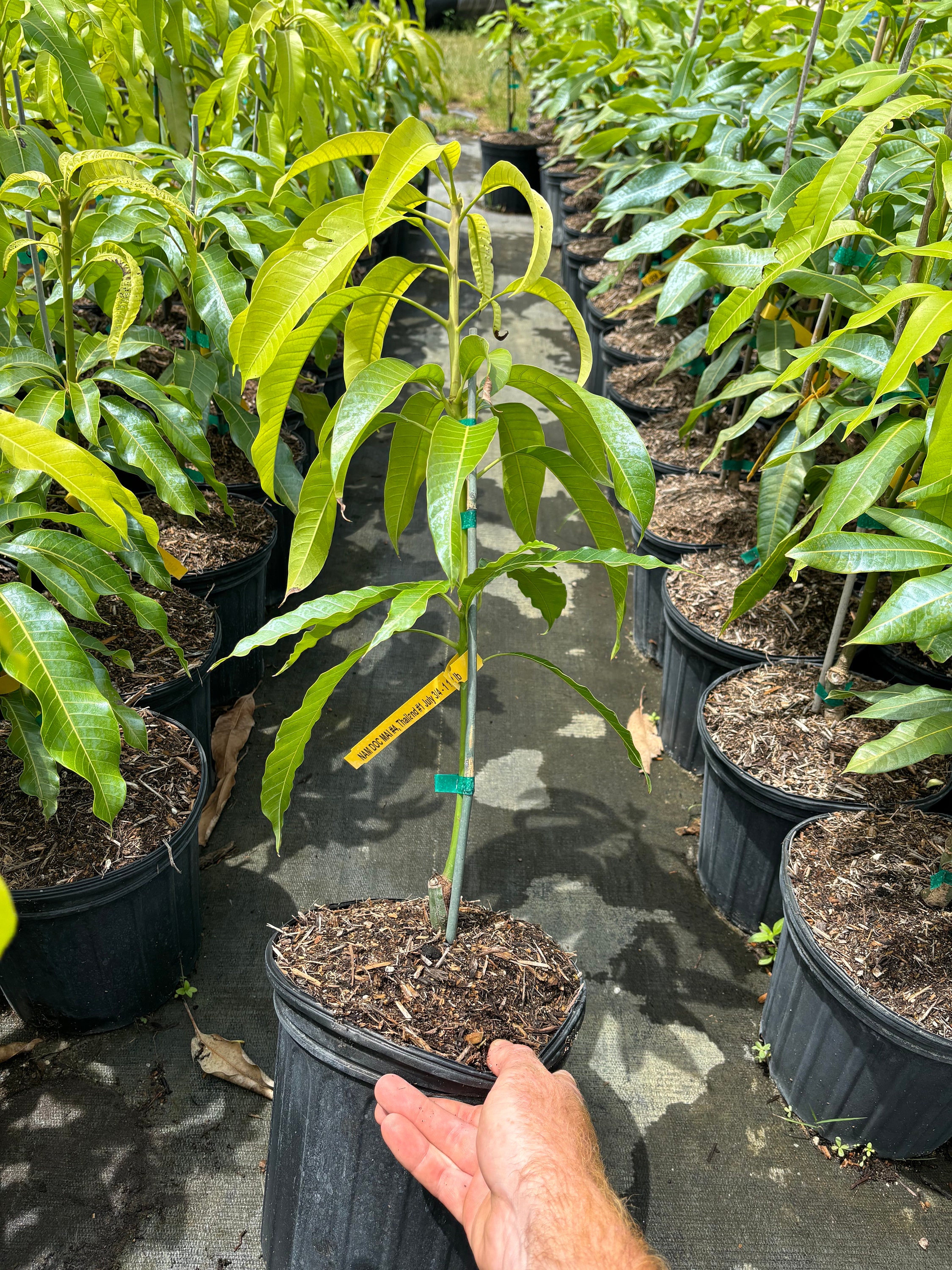 Grafted Nam Doc Mai Mango Tree - 3 Gallon Pot, Fully Rooted, Free ...