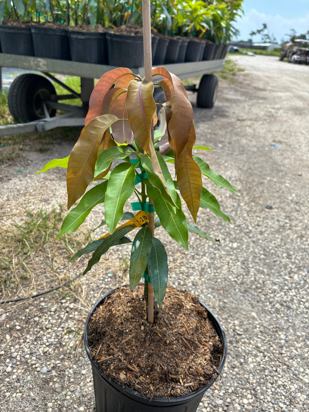 Grafted All Summer Mango Tree- 3 Gallon Pot, Fully Rooted, Free ...