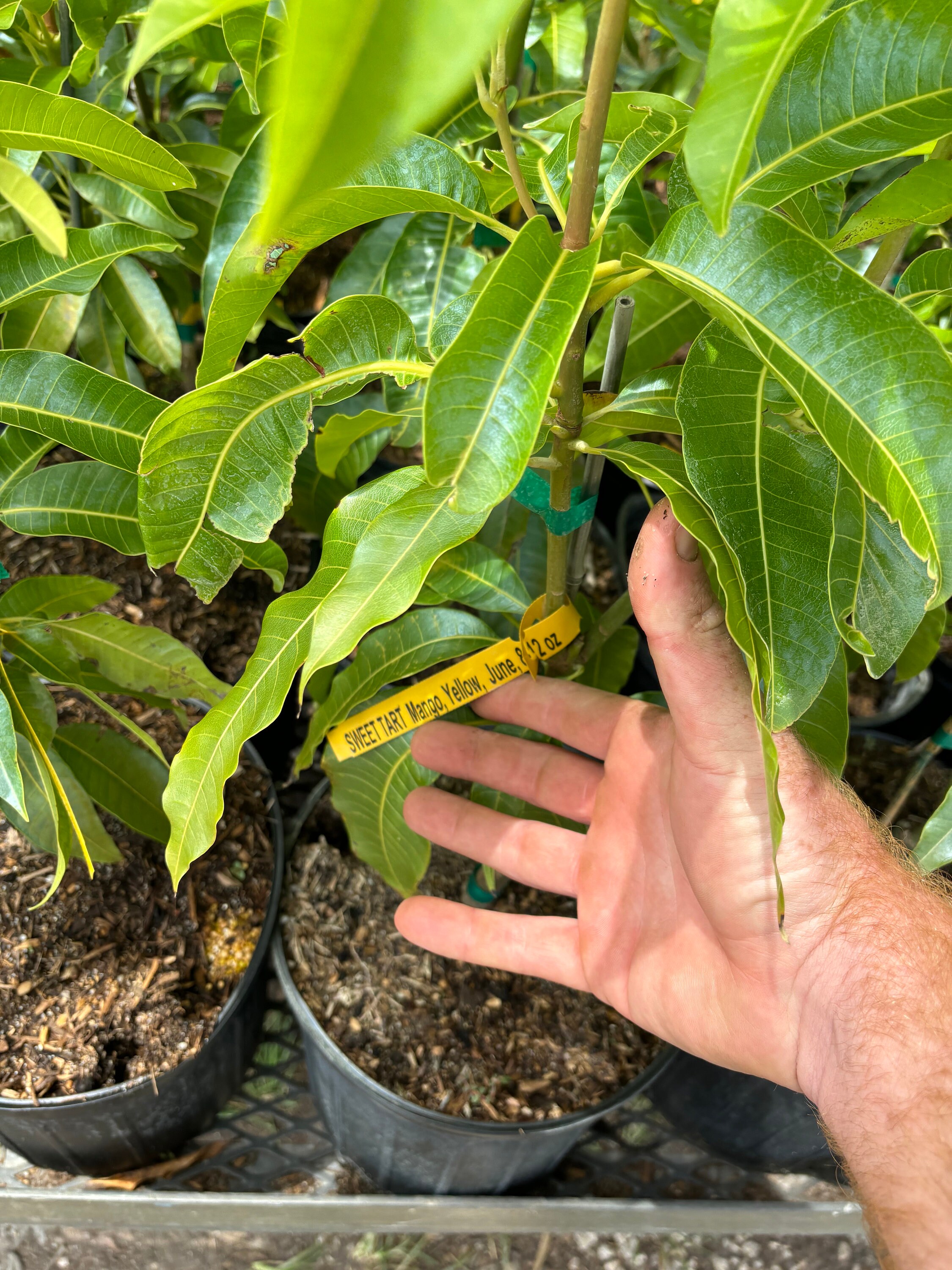 Grafted Sweet Tart Mango Tree - 3 Gallon Pot, Fully Rooted, Free ...