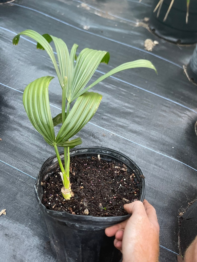 Extremely Rare- Corypha Umbraculifera (talipot Palm) 3 Gallon Pot ...