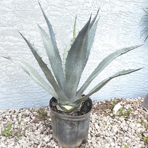 Blue Agave (agave Azul / Tequila Agave) – Large Plant in 3 Gallon Pot ...