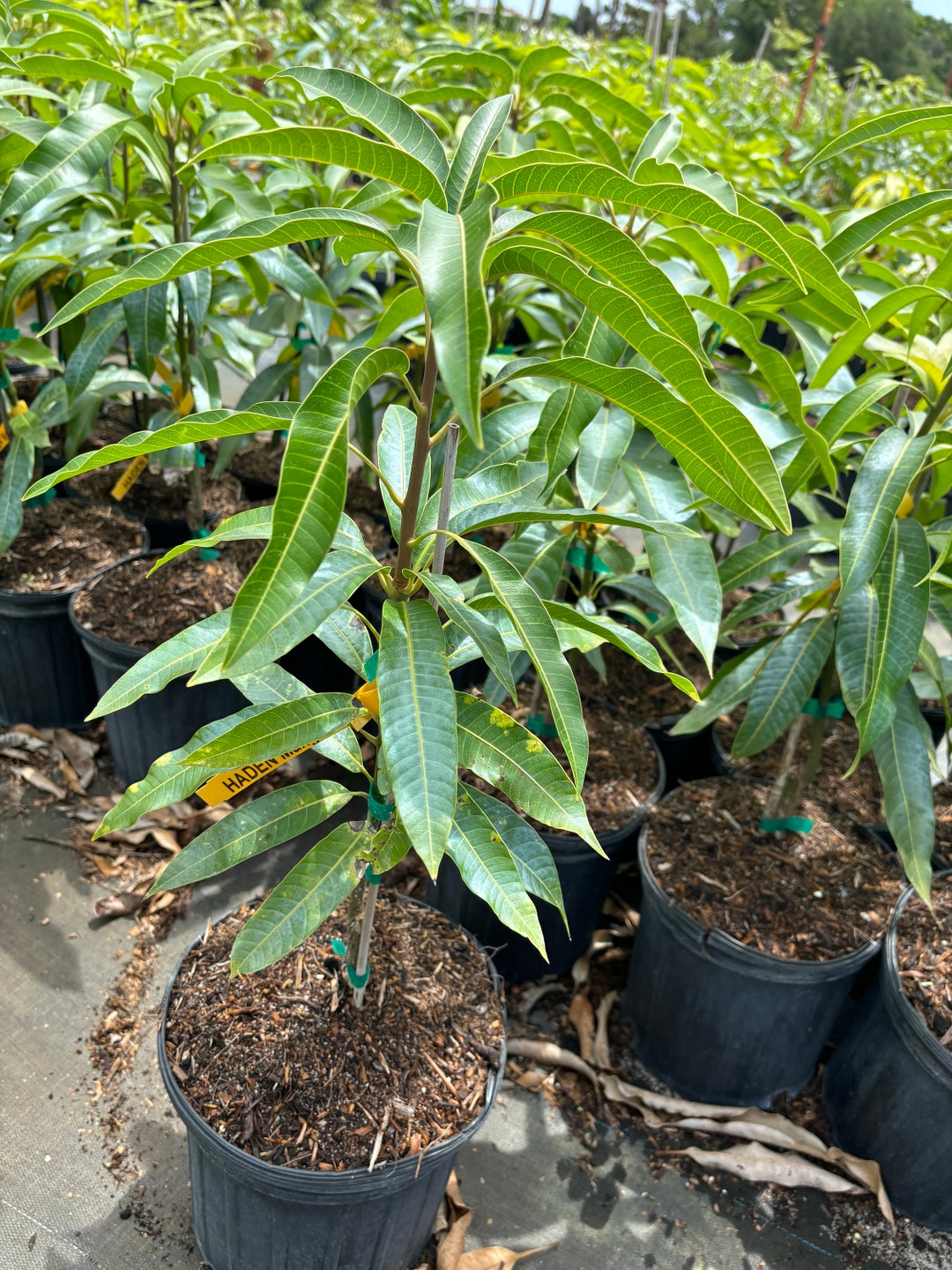 Grafted Haden Mango Tree - 3 Gallon Pot, Fully Rooted, Free Shipping ...