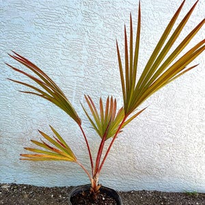 Red Latan Palm Tree: (latania Lontaroides) Rare Tropical Palm. 3 Gallon ...