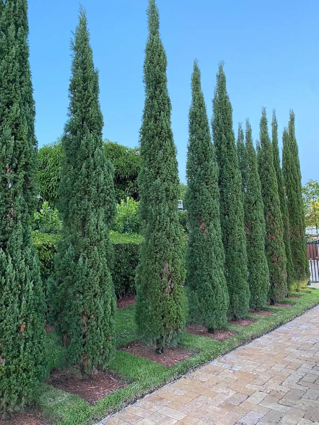 Italian Cypress Tree: 1 Gallon Pot, Fully Rooted, Free Shipping! - Etsy