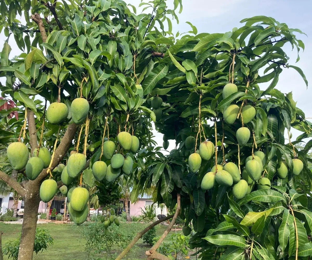 Grafted Sweet Tart Mango Tree - 3 Gallon Pot, Fully Rooted, Free ...