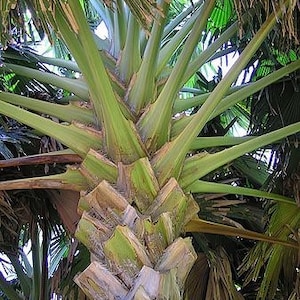 Extremely Rare- Corypha Umbraculifera (talipot Palm) 3 Gallon Pot ...