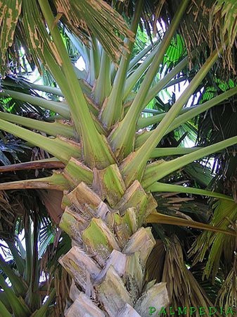 Extremely Rare- Corypha Umbraculifera (talipot Palm) 3 Gallon Pot ...