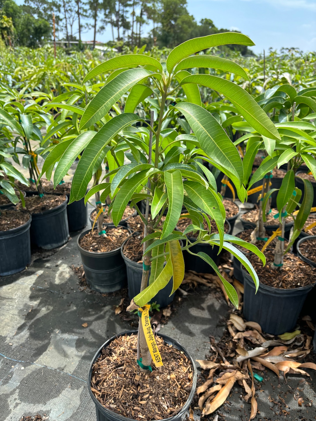 Grafted Kent Mango, 3 Gallon Pot, Fully Rooted, Free Shipping! - Etsy