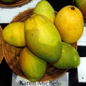 Grafted Karen Michelle Mango Tree - 3 Gallon Pot, Fully Rooted, Free ...