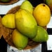 Grafted Karen Michelle Mango Tree - 3 Gallon Pot, Fully Rooted, Free ...