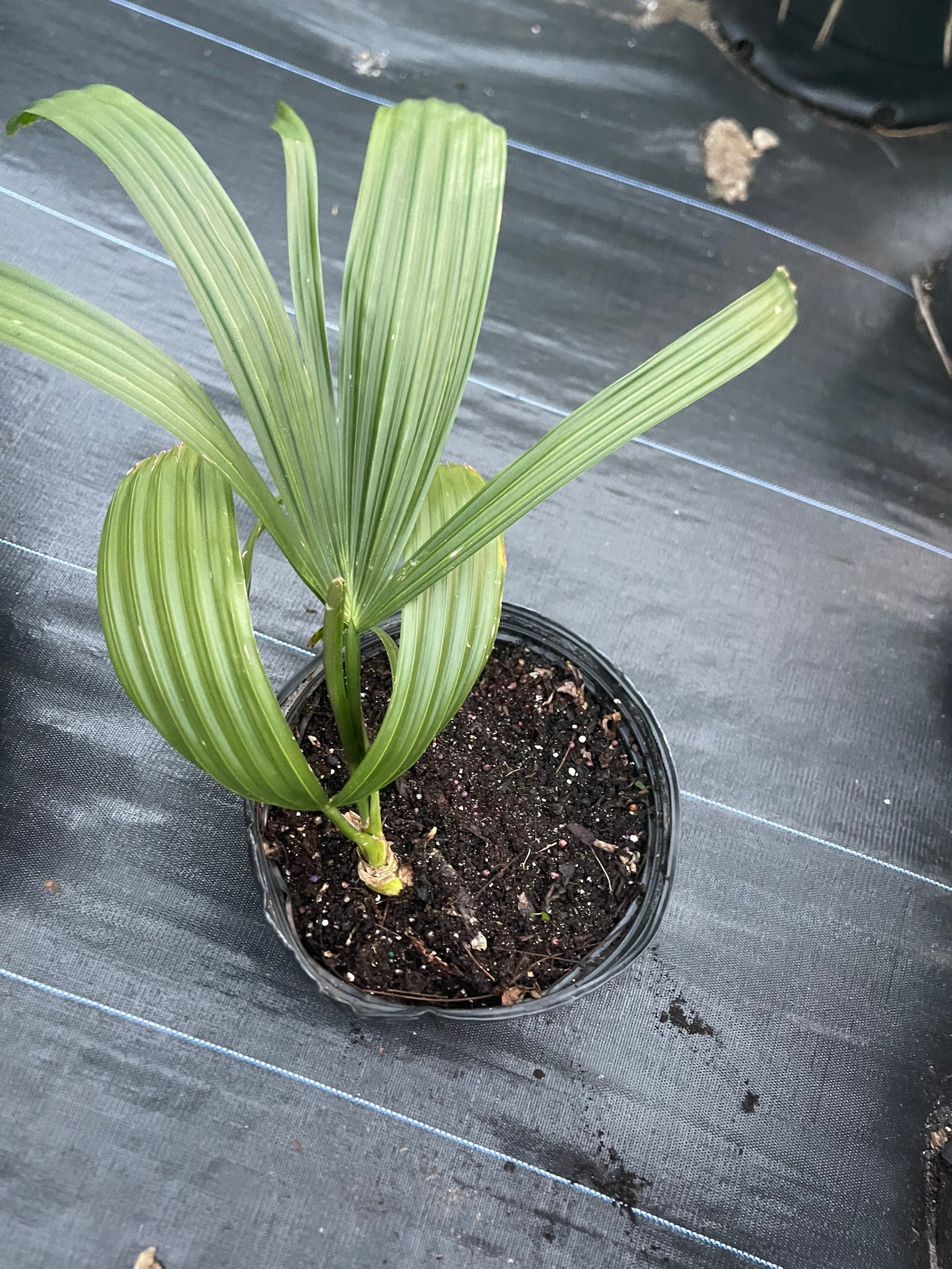 Extremely Rare- Corypha Umbraculifera (talipot Palm) 3 Gallon Pot ...