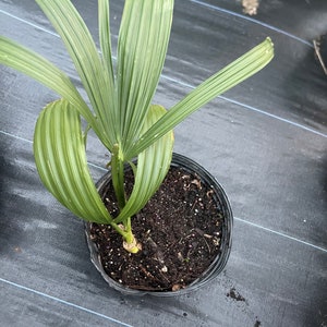 Extremely Rare- Corypha Umbraculifera (talipot Palm) 3 Gallon Pot ...