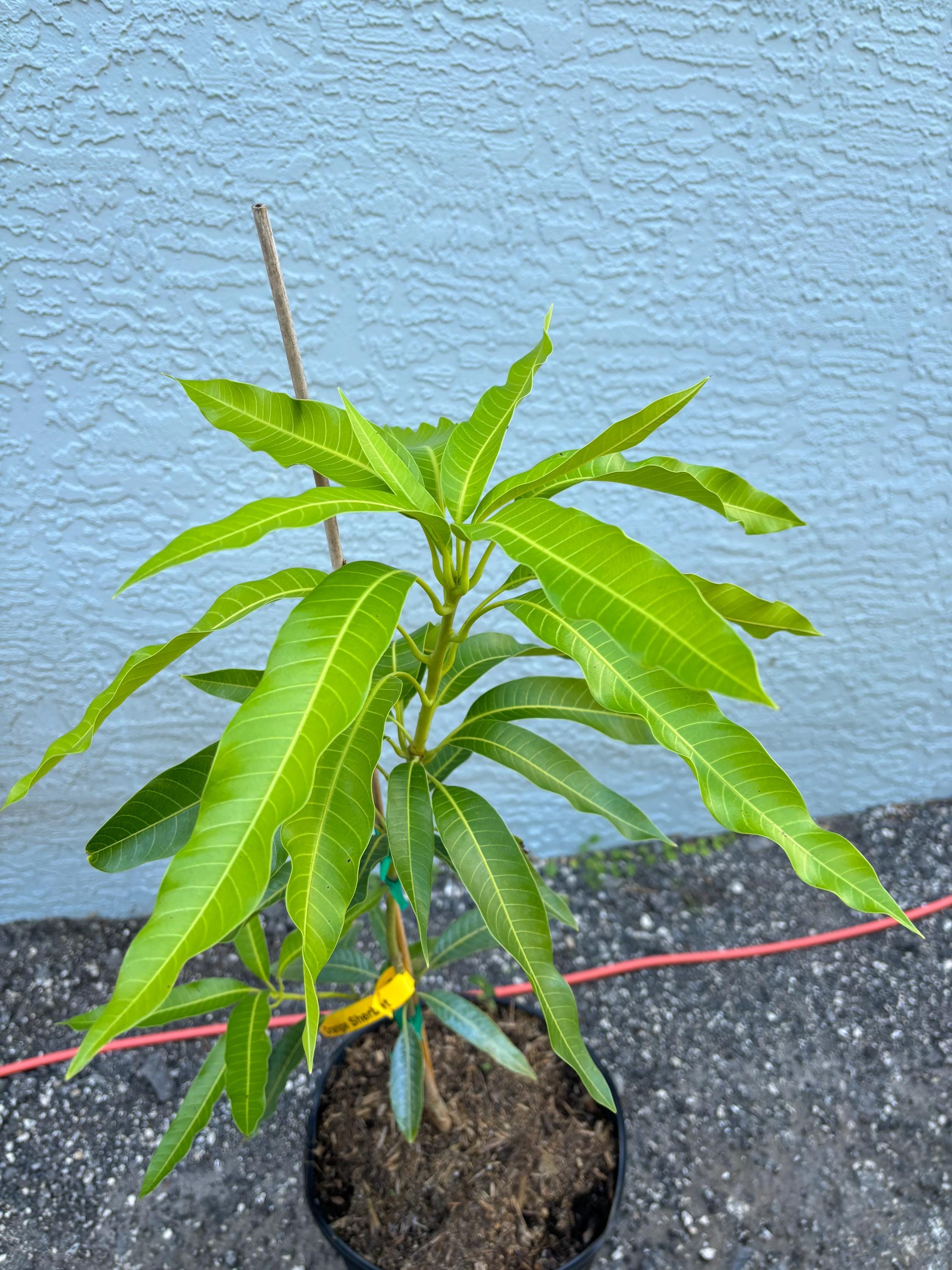 Grafted Orange Sherbet Mango Tree - 3 Gallon Pot, Fully Rooted, Free ...