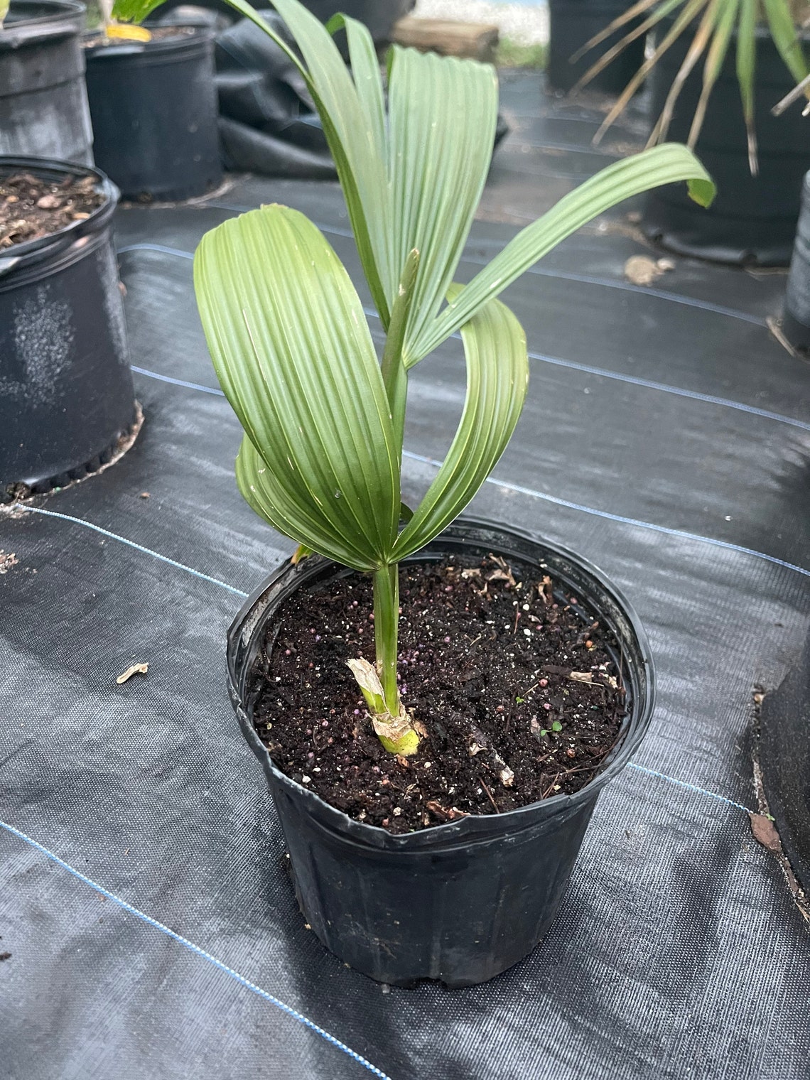 Extremely Rare- Corypha Umbraculifera (talipot Palm) 3 Gallon Pot ...
