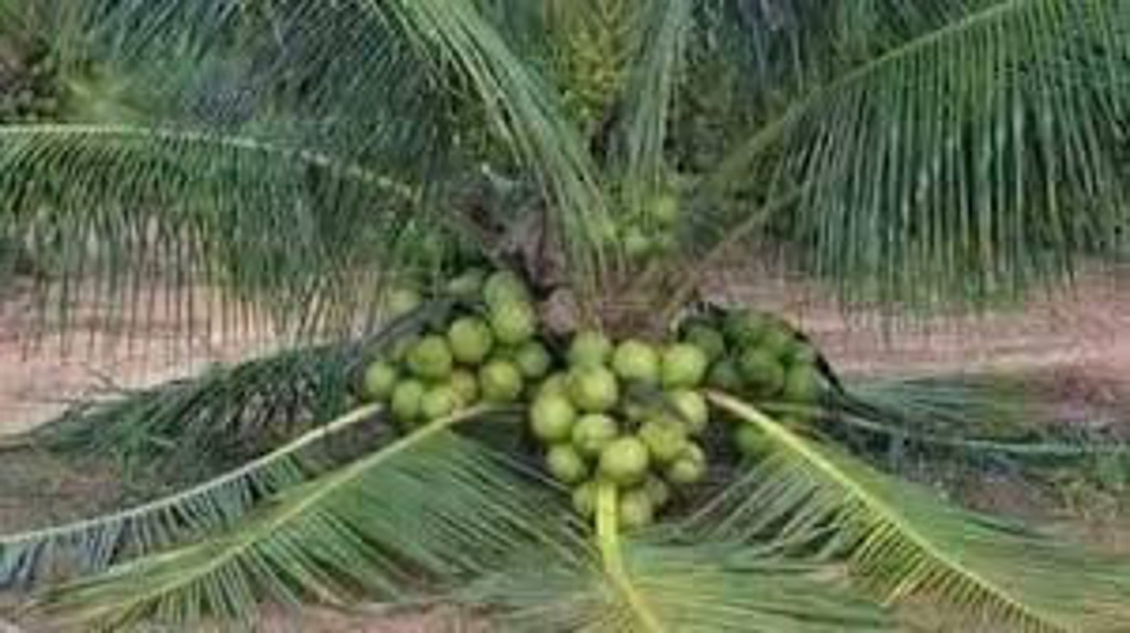 Rare! Costa Rican Certified- Dwarf Green Malayan Coconut Palm Tree ...