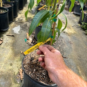 Grafted Valencia Pride Mango Tree - 3 Gallon Pot, Fully Rooted, Free ...