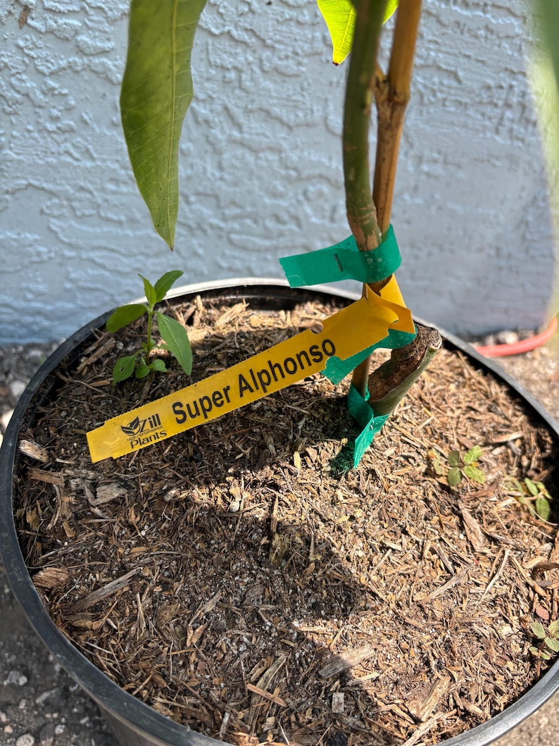 Grafted Super Alphanso Mango, 3 Gallon Pot, Fully Rooted, Free Shipping ...