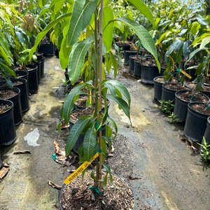 Grafted Valencia Pride Mango Tree - 3 Gallon Pot, Fully Rooted, Free ...