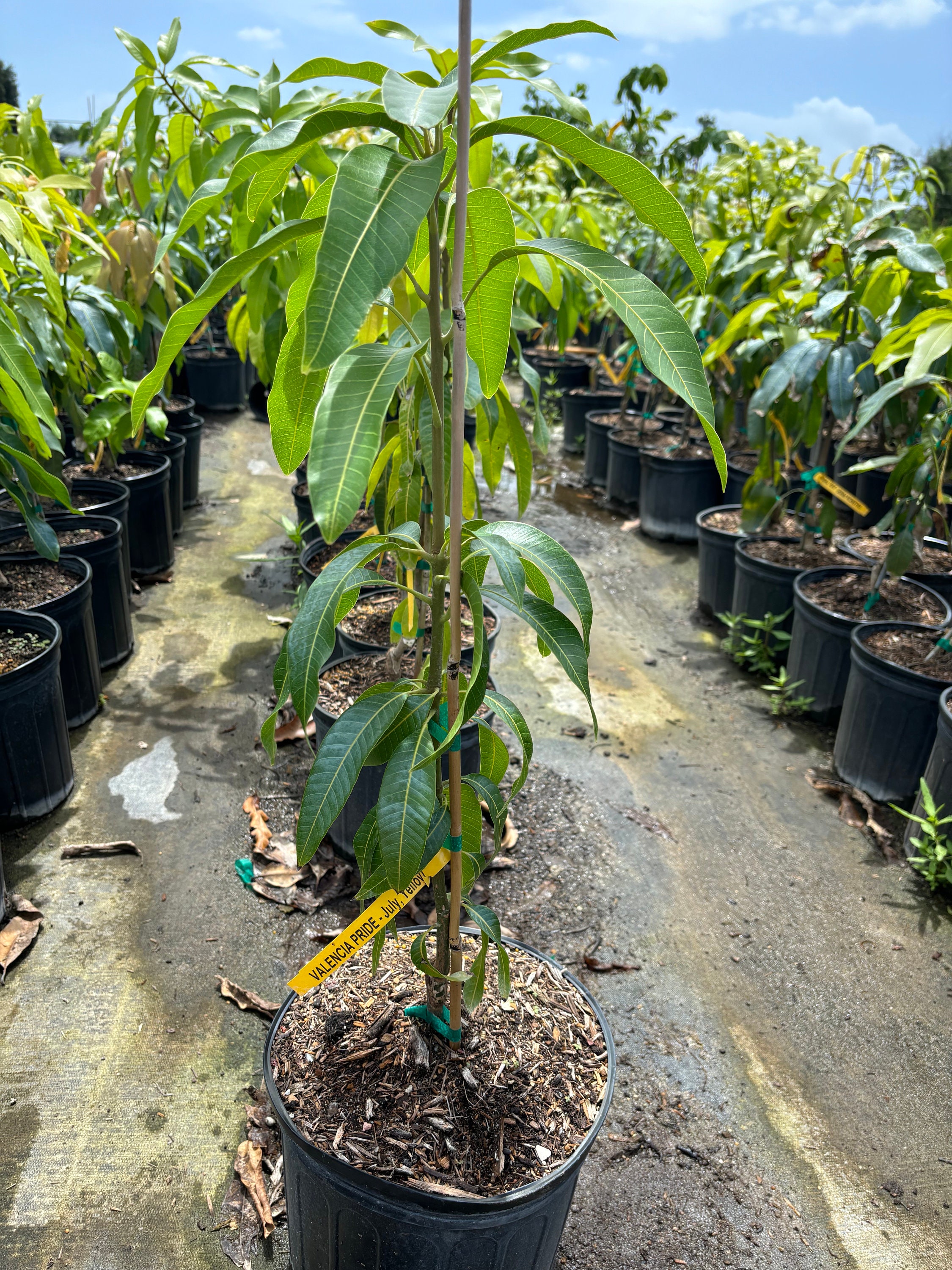 Grafted Valencia Pride Mango Tree - 3 Gallon Pot, Fully Rooted, Free ...