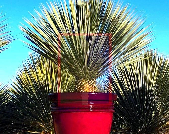 Yucca Thompsoniana 'oregon' (thompson Yucca) COLD HARDY Zone 5! Live ...