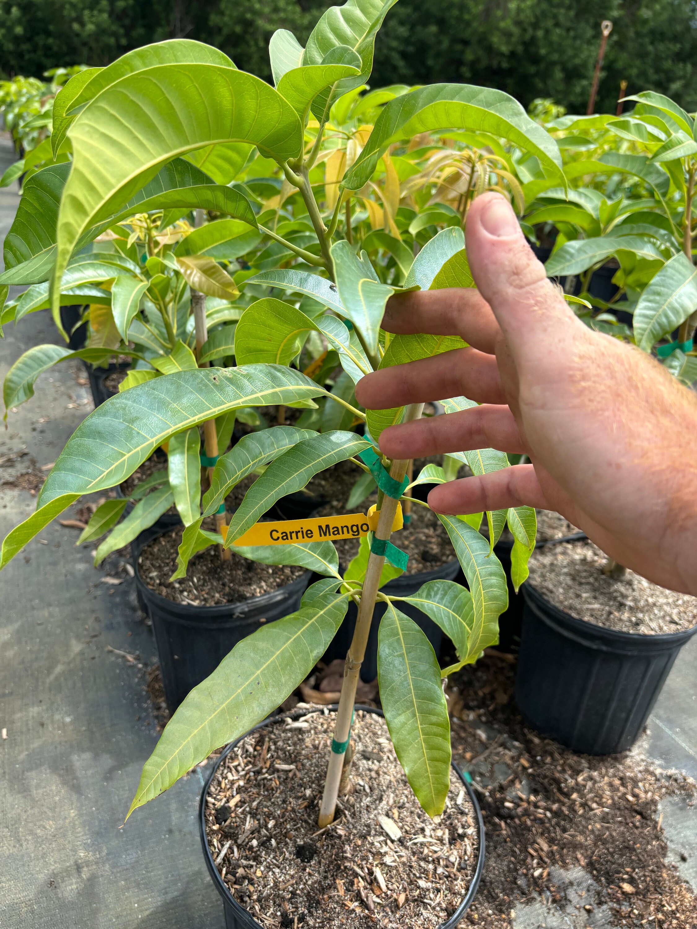 Grafted Carrie Mango Tree - 3 Gallon Pot, Fully Rooted, Free Shipping ...