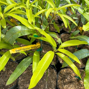 Grafted Dwarf Hawaiian Mango Tree - 3 Gallon Pot, Fully Rooted, Free ...