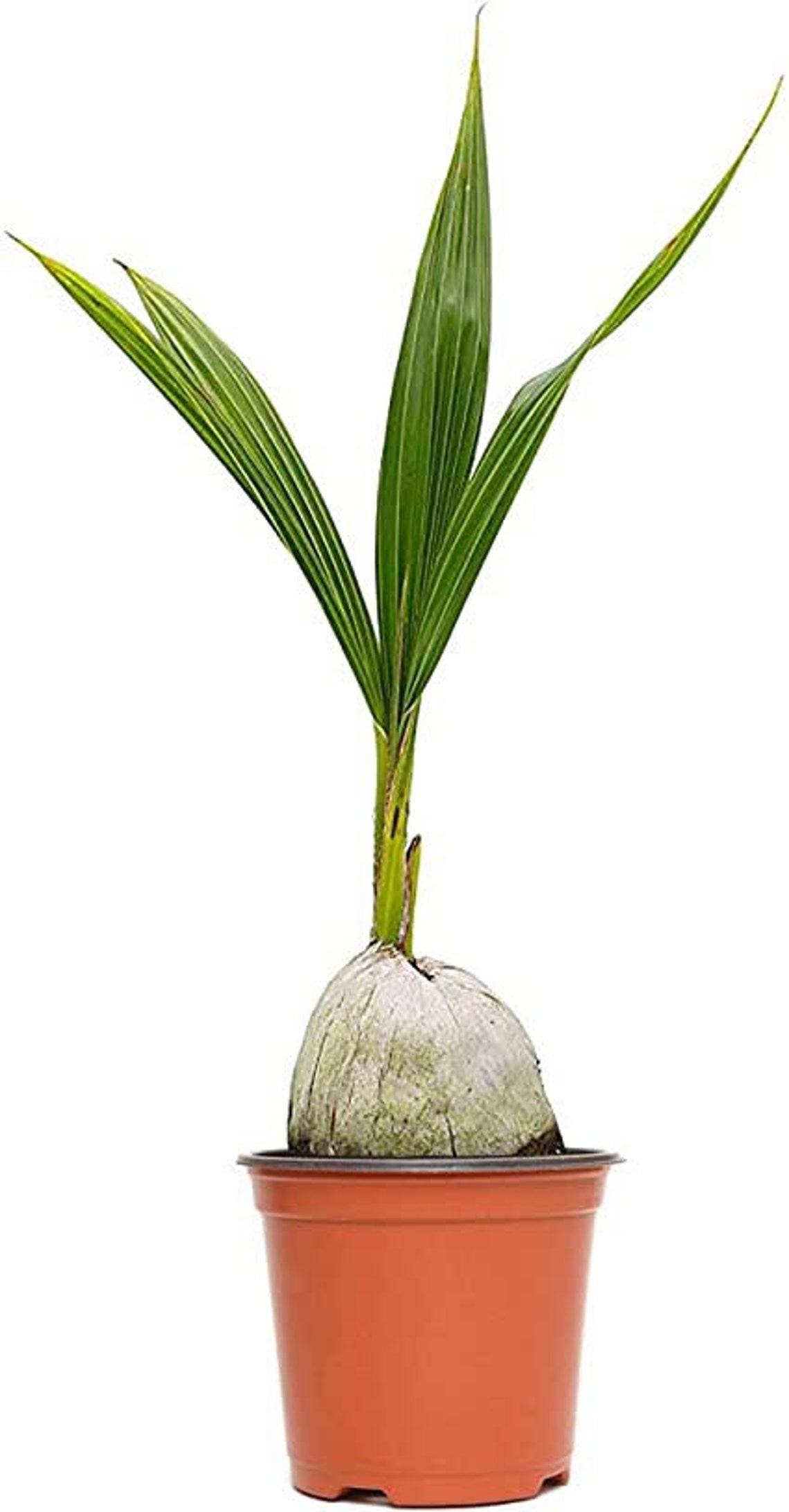 Rare! Costa Rican Certified- Dwarf Green Malayan Coconut Palm Tree ...