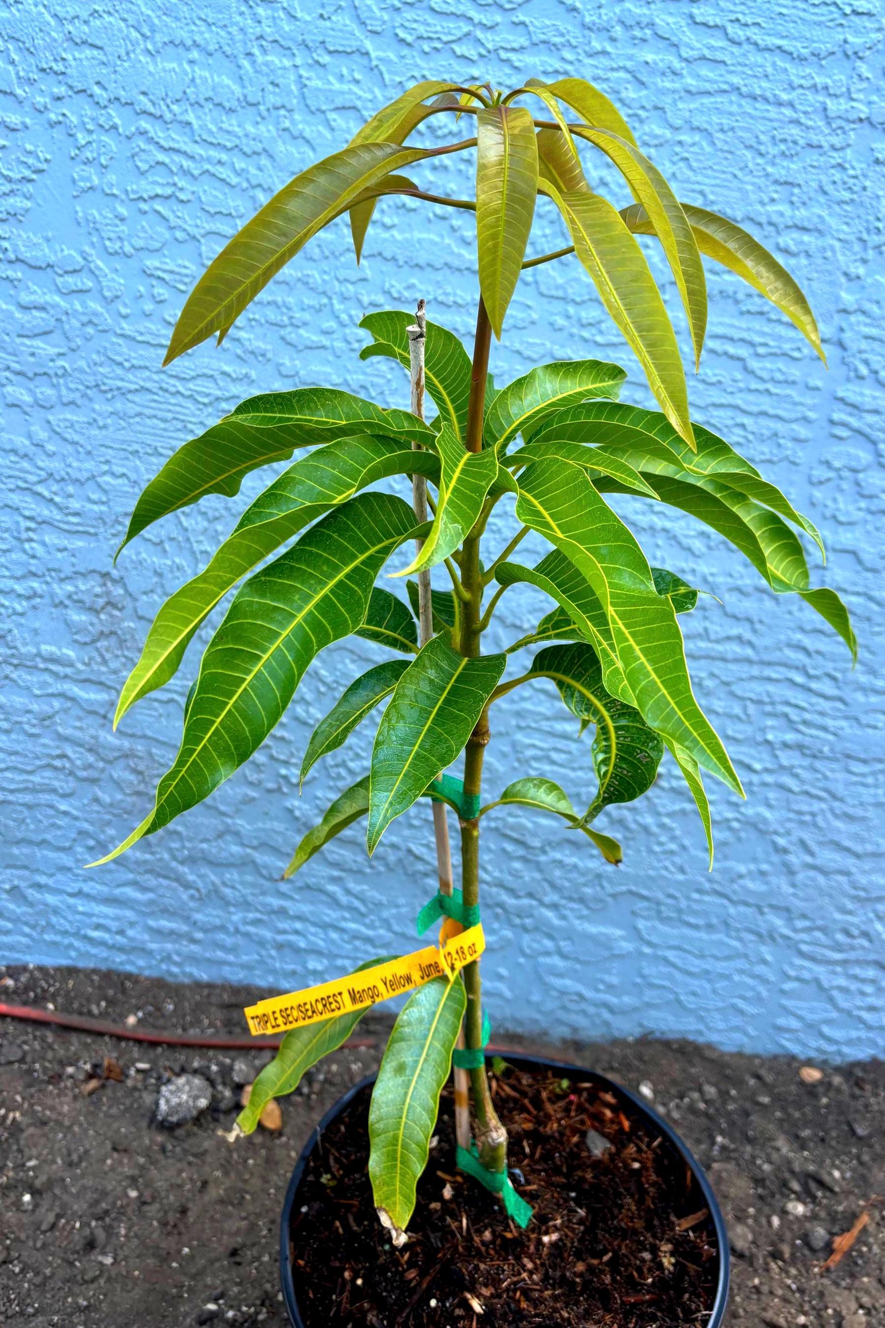 Grafted Triple Sec Mango Tree: Seacrest Variety, 3 Gallon Pot, Fully ...