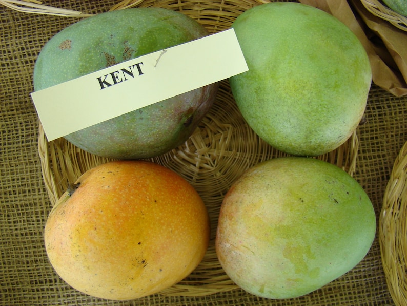 Grafted Kent Mango, 3 Gallon Pot, Fully Rooted, Free Shipping! - Etsy