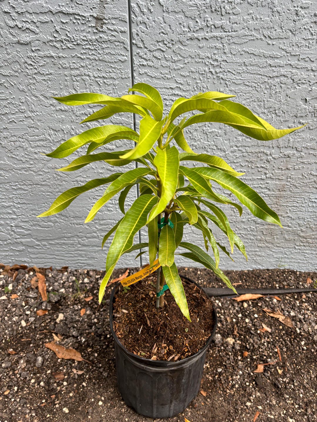 Grafted Pina Colada Mango Tree - 3 Gallon Pot, Fully Rooted, Free ...