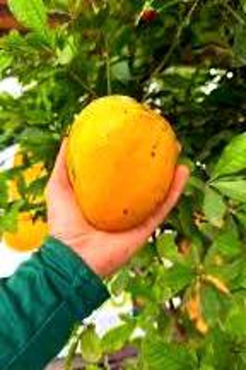 Grafted Triple Sec Mango Tree: Seacrest Variety, 3 Gallon Pot, Fully ...