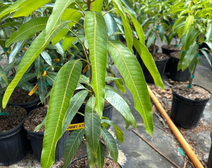 Tommy Atkins Mango Tree - Grafted - 3 Gal - Etsy