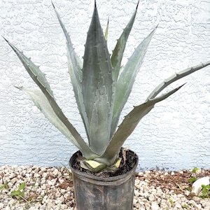 Blue Agave (agave Azul / Tequila Agave) – Large Plant in 3 Gallon Pot ...