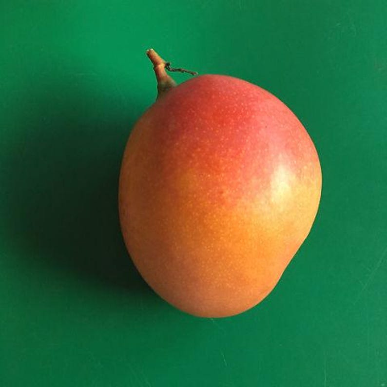Grafted Super Julie Mango Tree: 3 Gallon Pot, Fully Rooted, Free ...