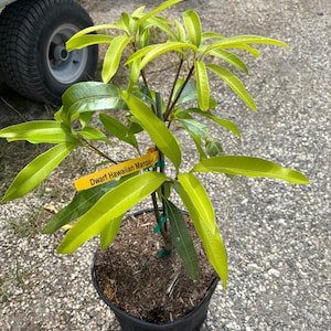 Grafted Dwarf Hawaiian Mango Tree - 3 Gallon Pot, Fully Rooted, Free Shipping! - Etsy