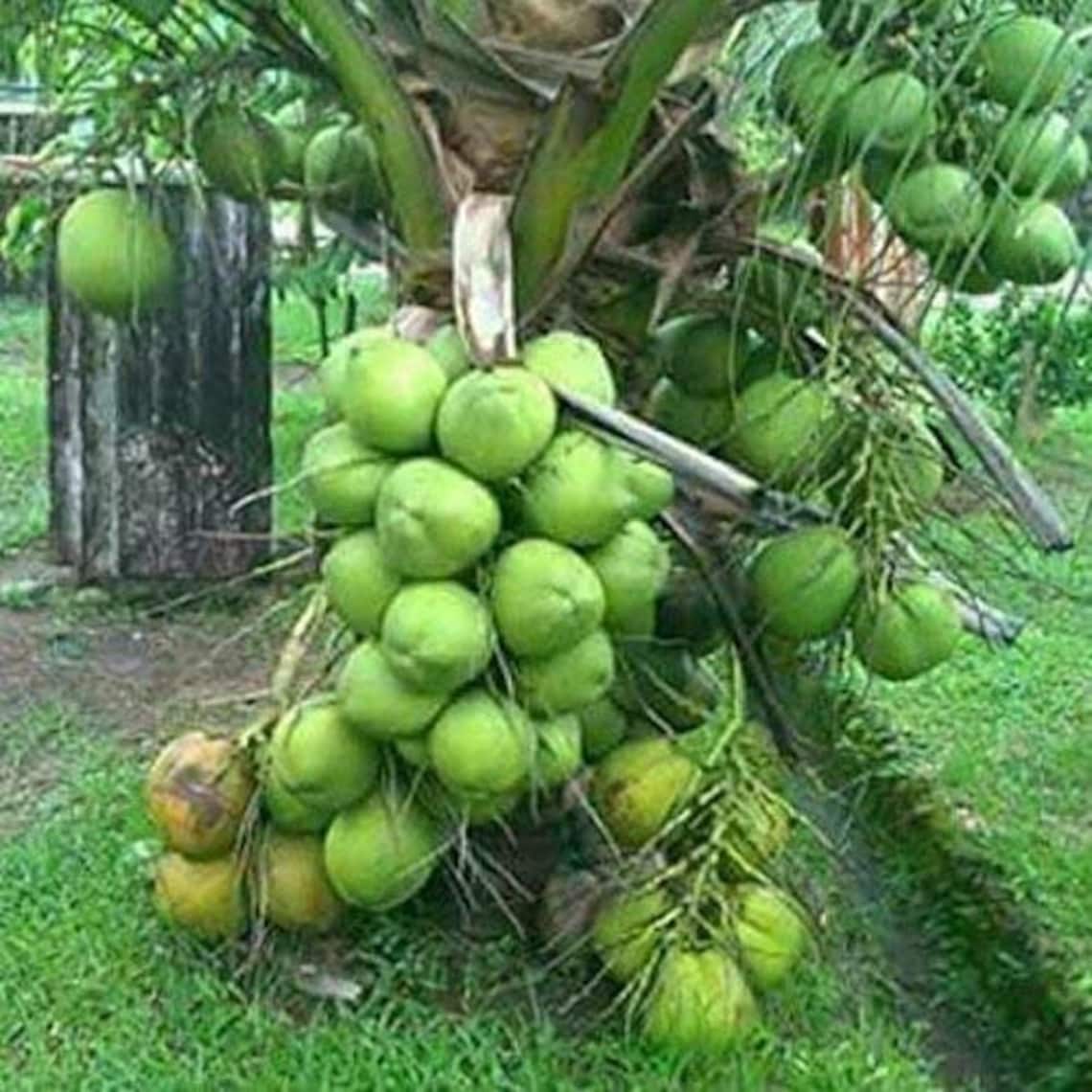 Rare Dwarf Green Malayan Costa Rican Certified Coconuts Buy 1 Etsy rare-dwarf-green-malayan-costa-rican-certified-coconuts-buy-1-etsy