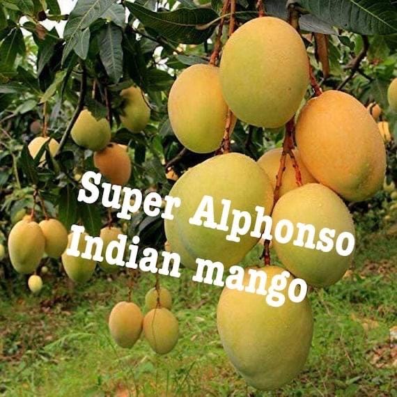 Grafted Super Alphanso Mango, 3 Gallon Pot, Fully Rooted, Free Shipping ...