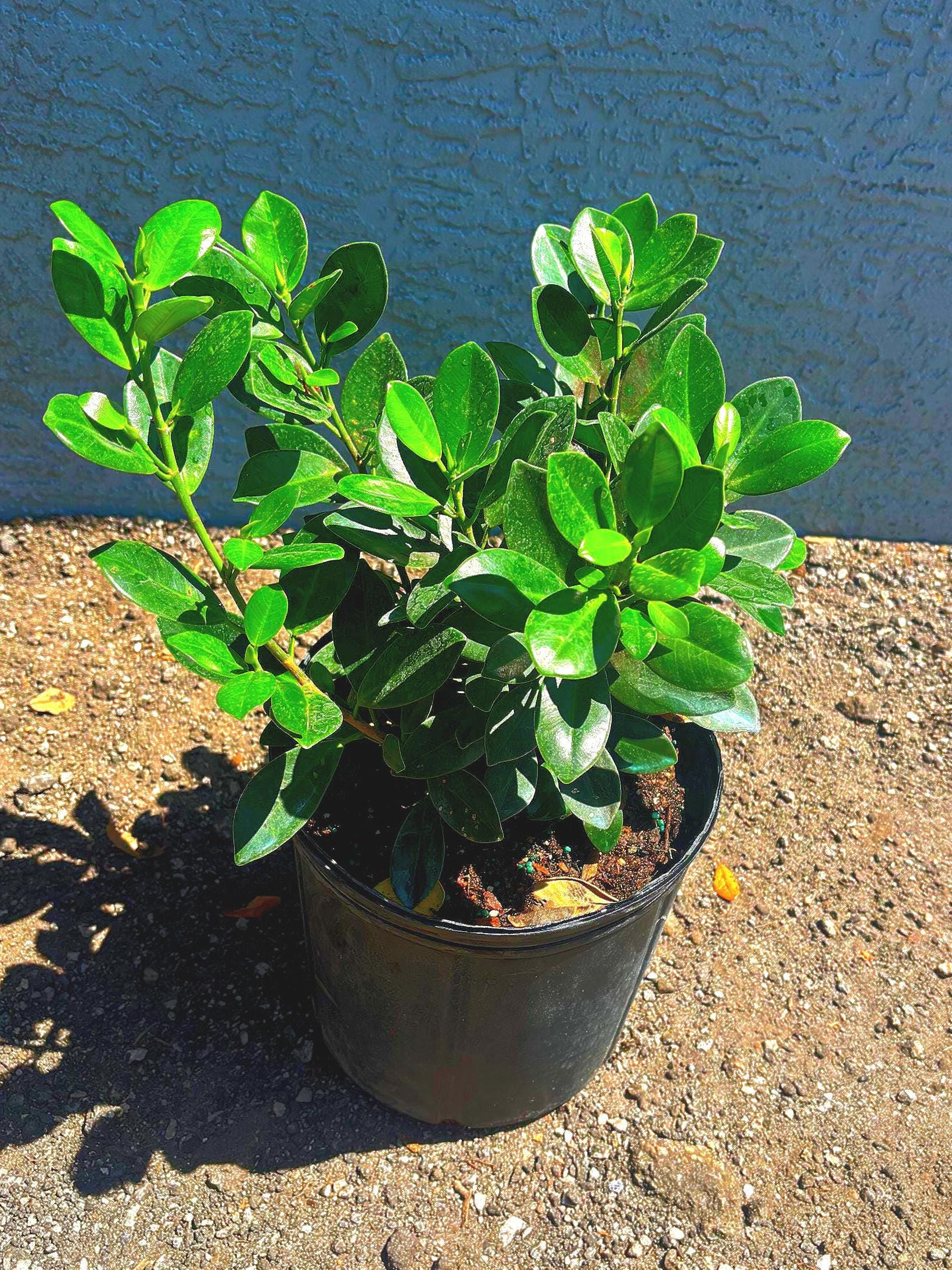 Green Island Ficus Bush – Ficus Microcarpa – 3 Gallon Live Plant ...