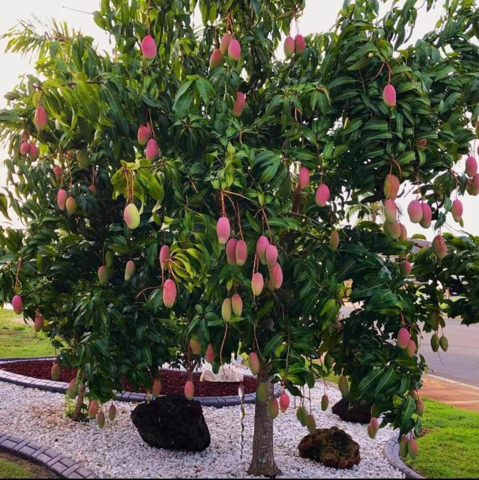 Grafted Valencia Pride Mango Tree - 3 Gallon Pot, Fully Rooted, Free ...