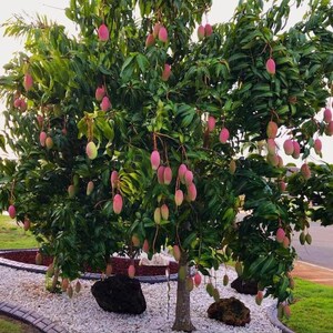 Grafted Valencia Pride Mango Tree - 3 Gallon Pot, Fully Rooted, Free ...