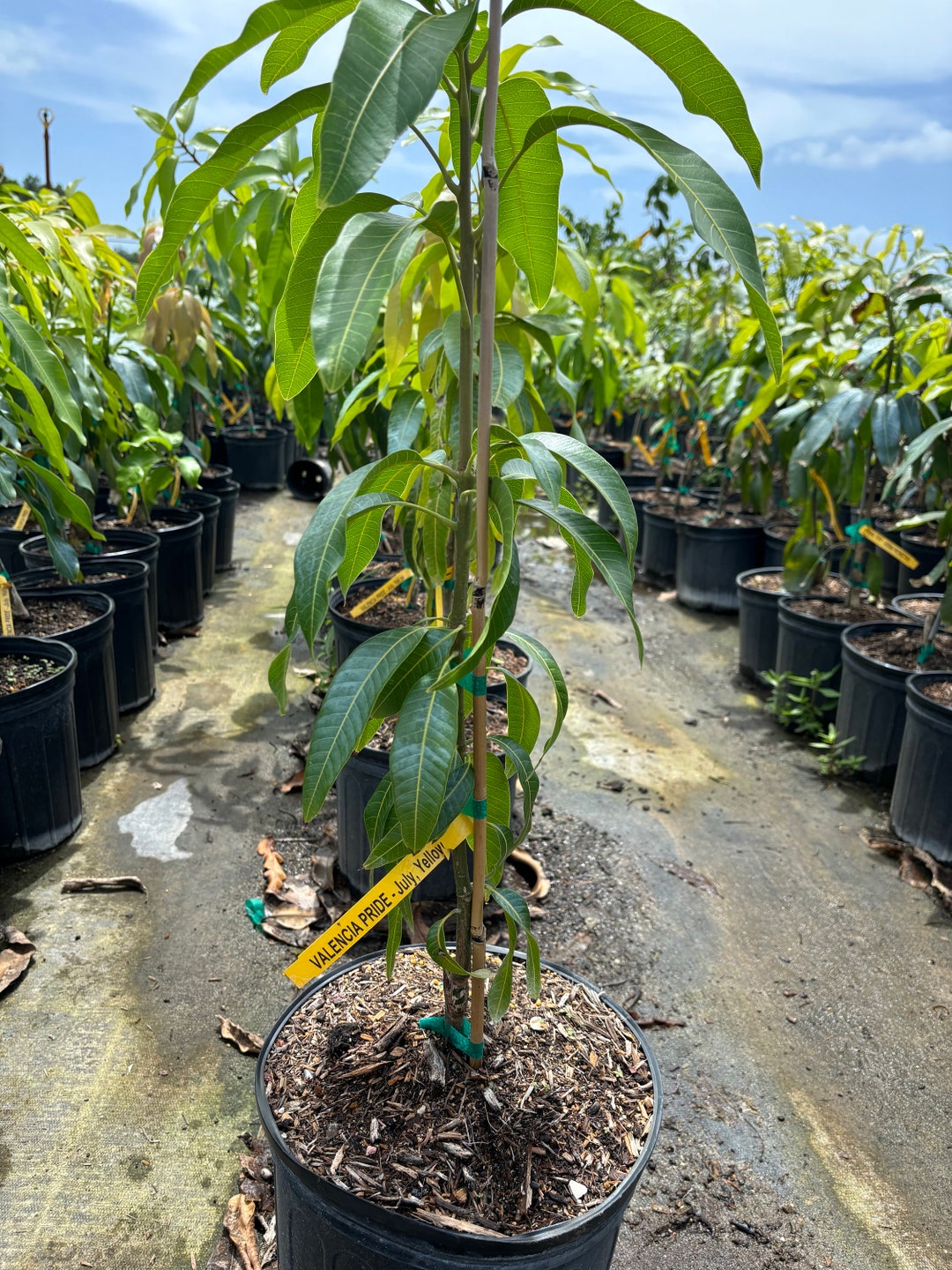 Grafted Valencia Pride Mango Tree - 3 Gallon Pot, Fully Rooted, Free ...