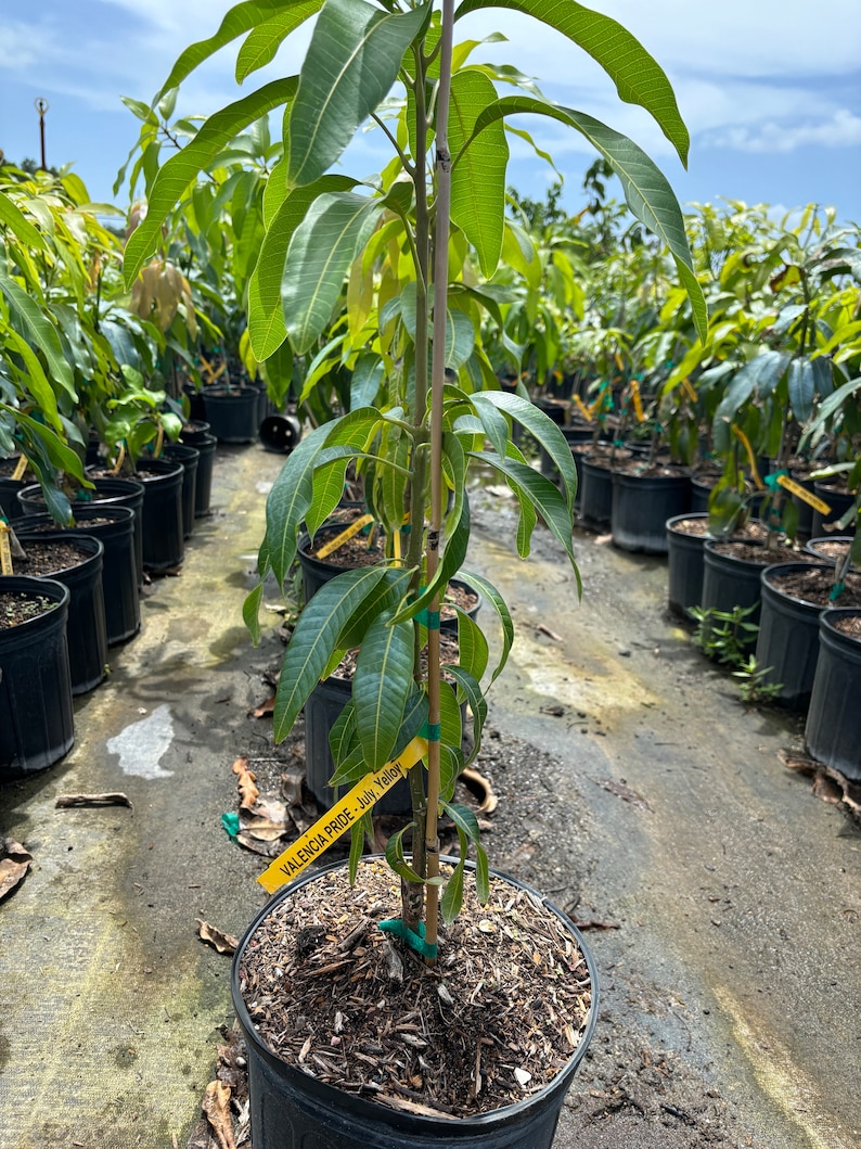 Grafted Valencia Pride Mango Tree - 3 Gallon Pot, Fully Rooted, Free ...